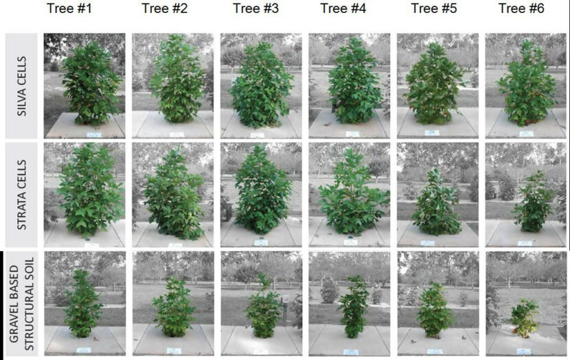 Which Planting Solution is Best for Trees? Bartlett Lab Field Trials ...