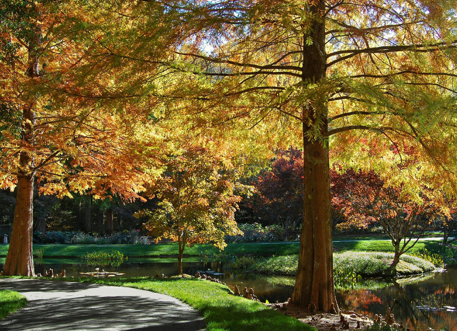 Plant This: Three Deciduous Conifers | DeepRoot Blog