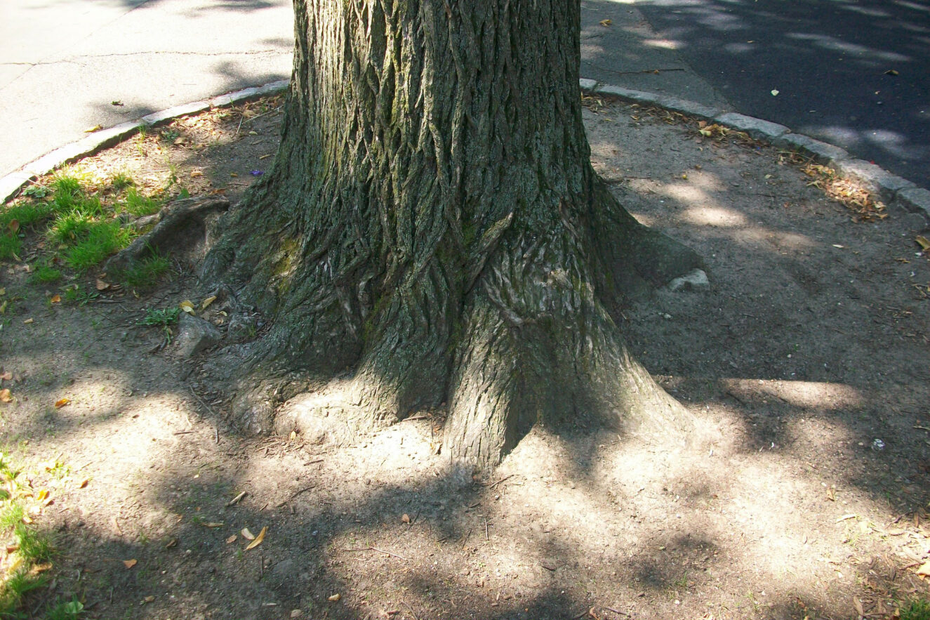 The Last Mile: Proper Tree Planting for Successful Projects | DeepRoot Blog