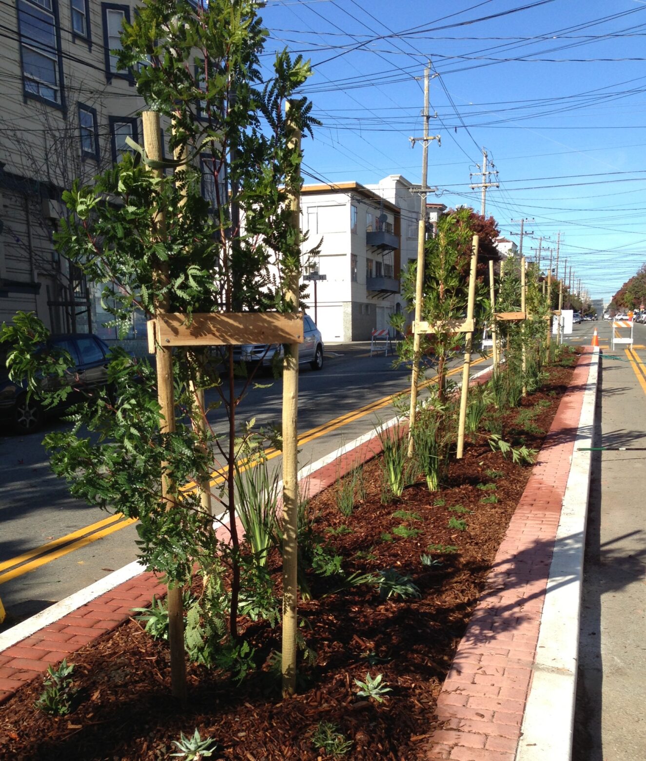 Treequake: A seismic shift in San Francisco urban forestry | DeepRoot Blog