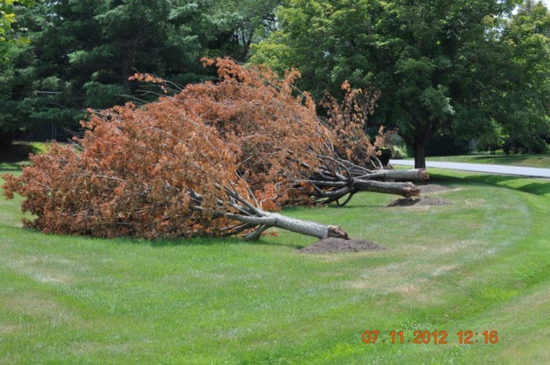 Nursery Inspections: Creating and enforcing plant quality ...