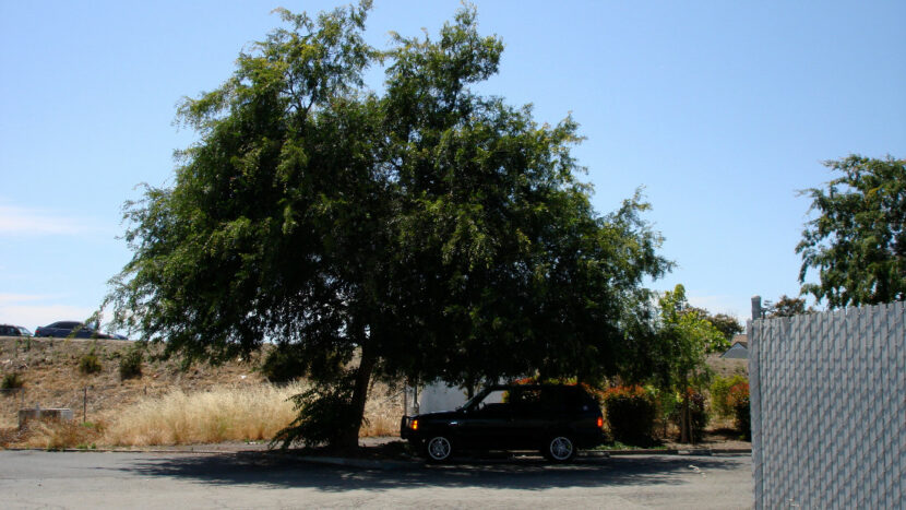 Running to Stand Still: Predicting benefits for replacement tree ...