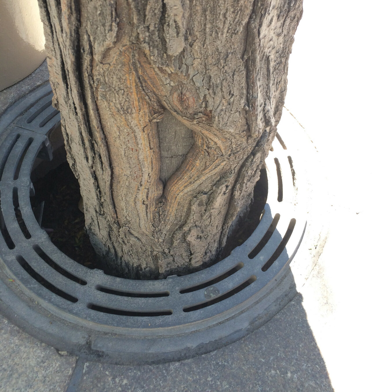 Nursery Inspections: Creating and enforcing plant quality ...