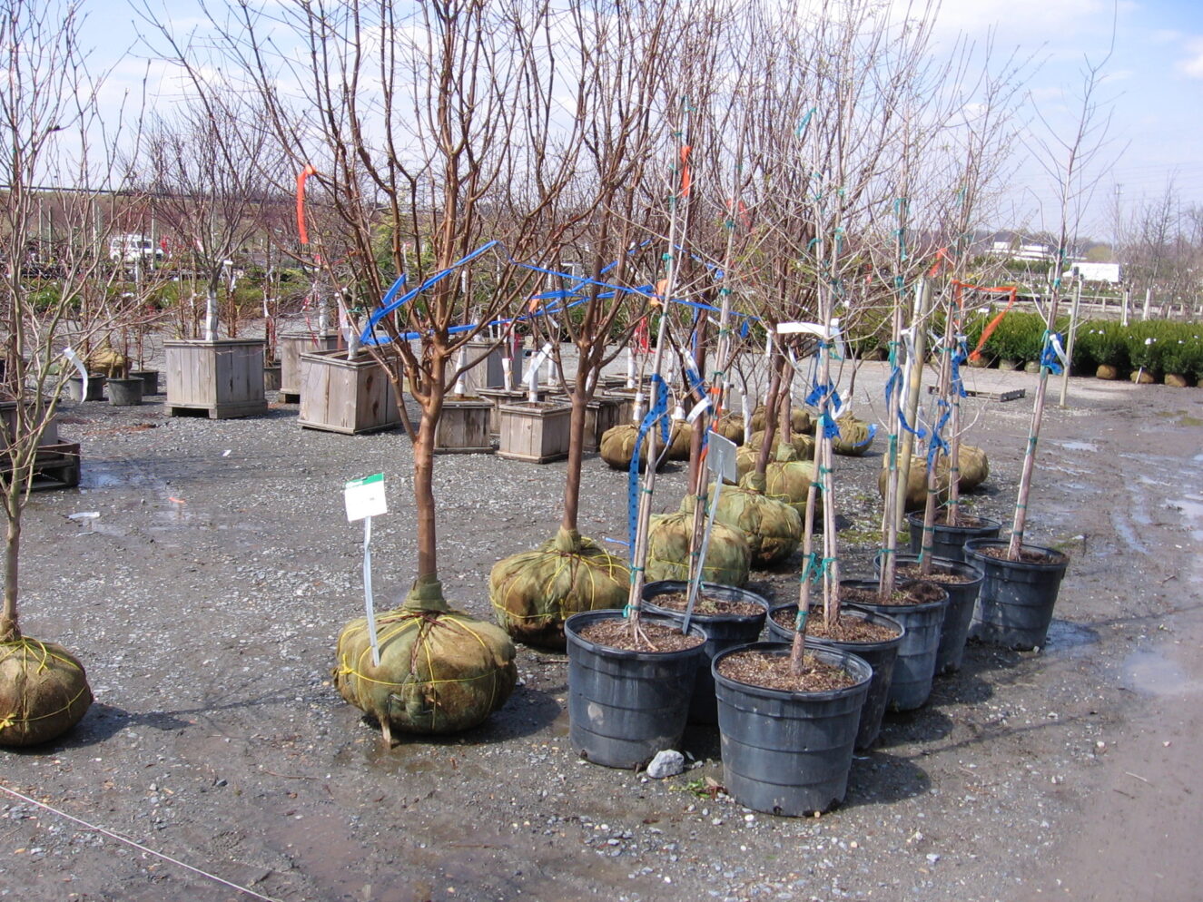 Nursery Inspections: The inspection process below ground | DeepRoot Blog