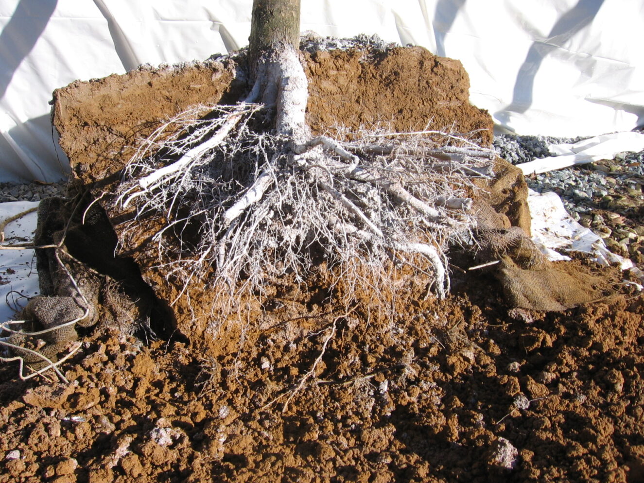 Nursery Inspections: The inspection process below ground | DeepRoot Blog