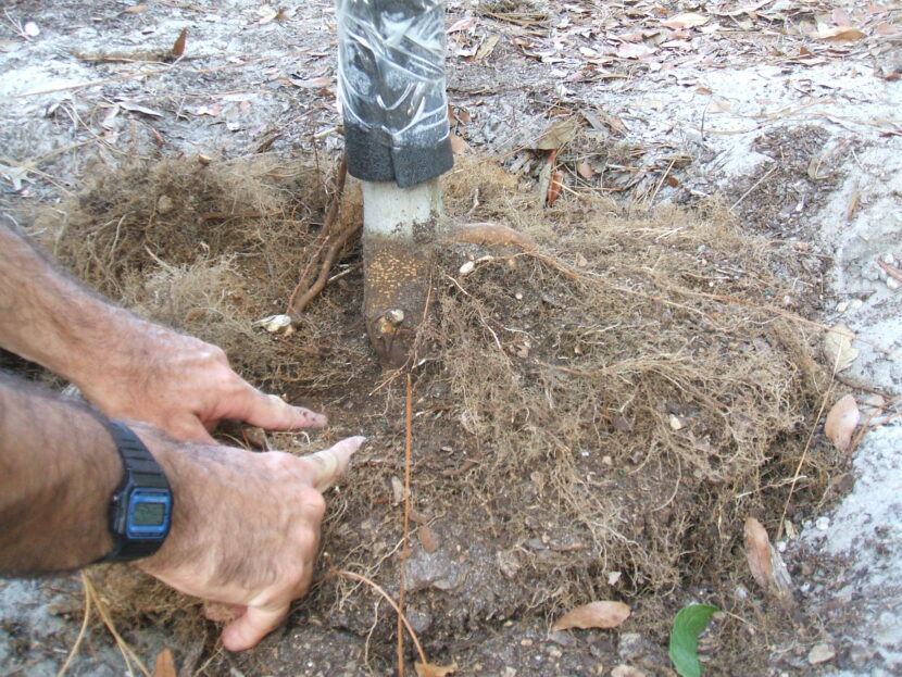 Nursery Inspections: The inspection process below ground | DeepRoot Blog