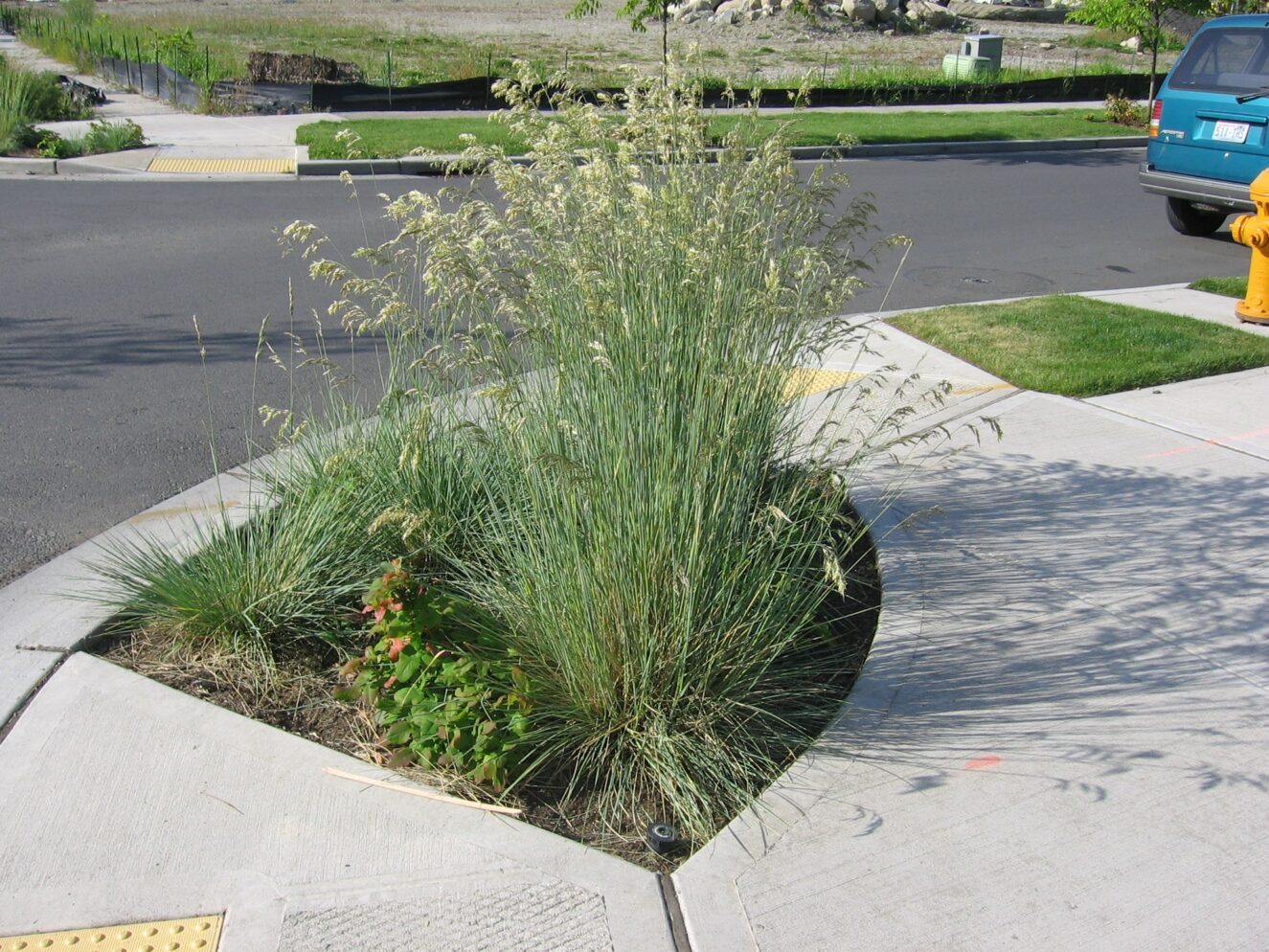 Slow Streets: The Key to Greener, Safer Cities | DeepRoot Blog