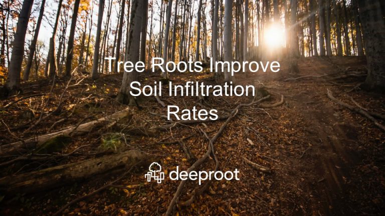 Stormwater Management | DeepRoot Blog