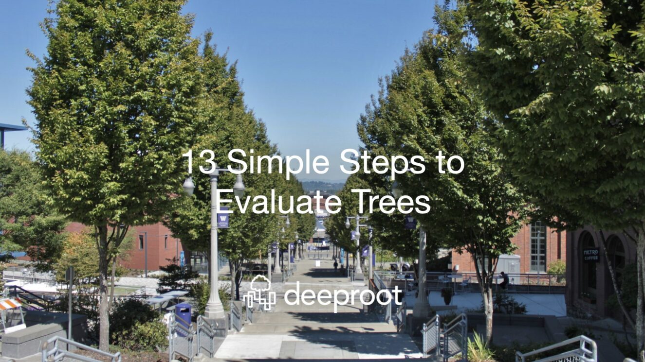 13 Simple Steps to Evaluate Trees | DeepRoot Blog