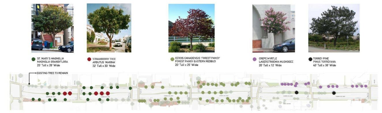 Camino Del Mar Streetscape Improvement Project | Case Study | DeepRoot
