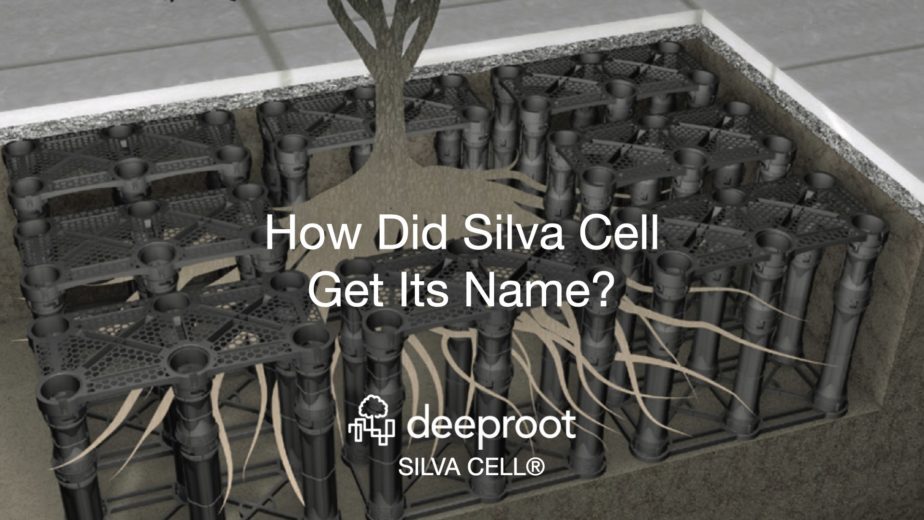 How Did Silva Cell Get Its Name? | DeepRoot Blog