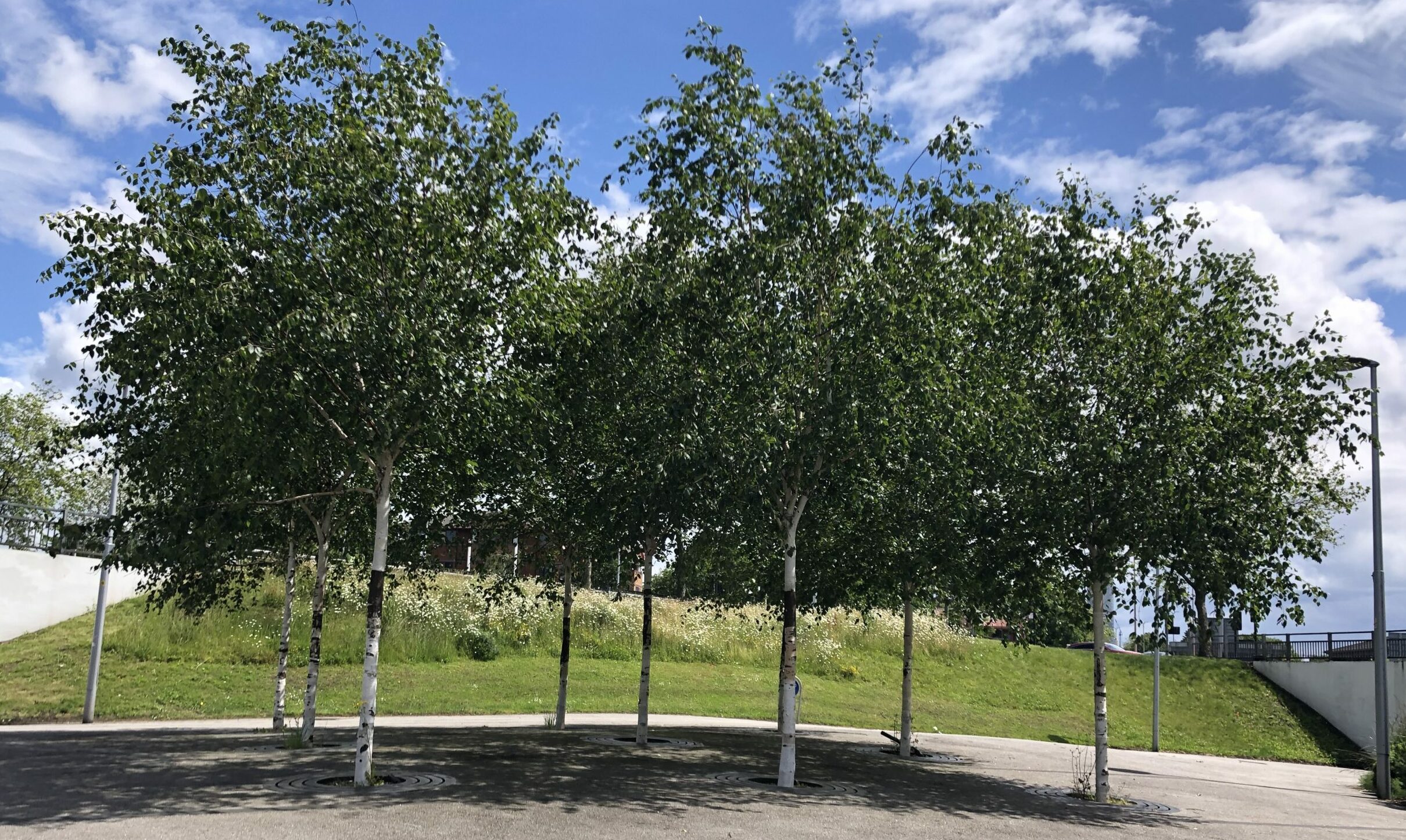 Roadside Trees in Salford Create Shady Plaza Along Pedestrian Path ...