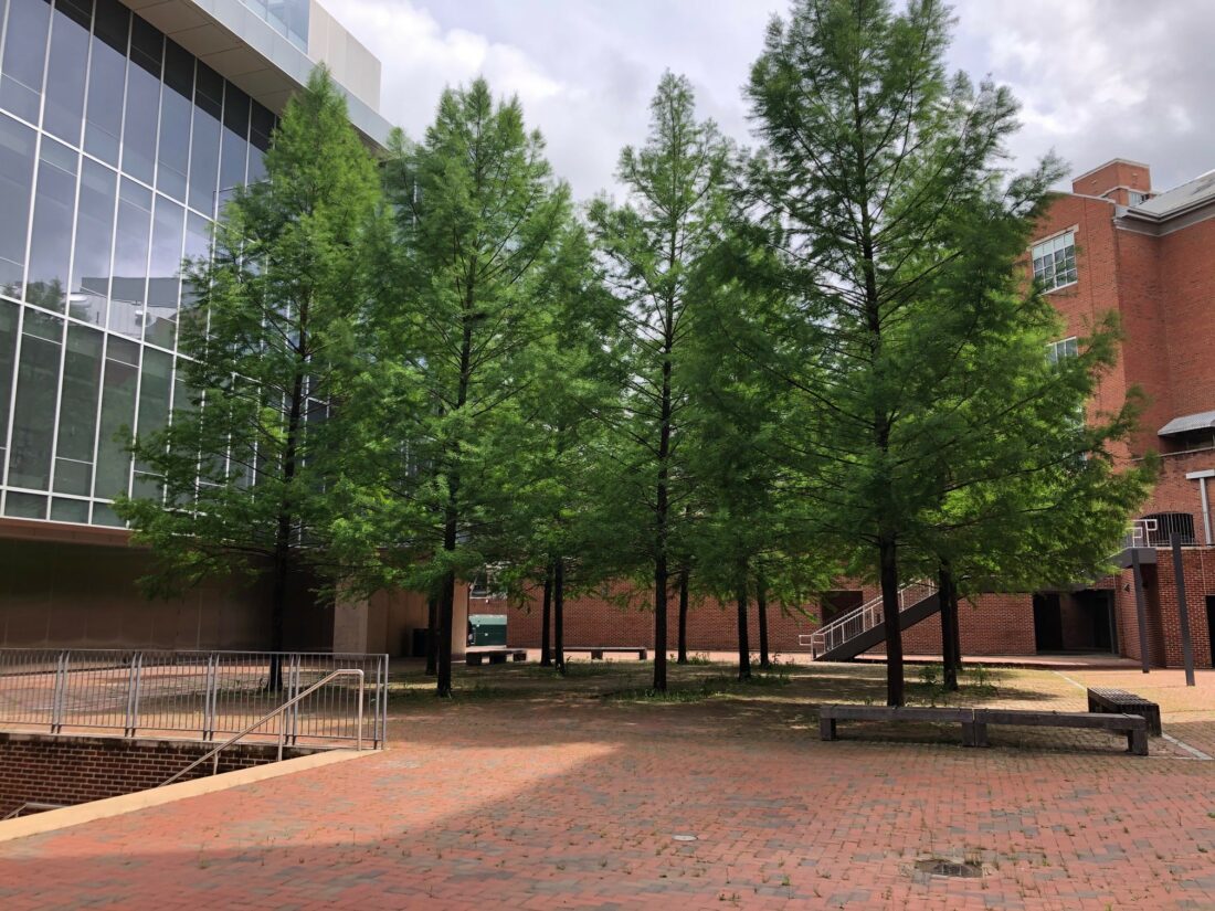 University Plaza Trees Make A Statement | Case Study | DeepRoot