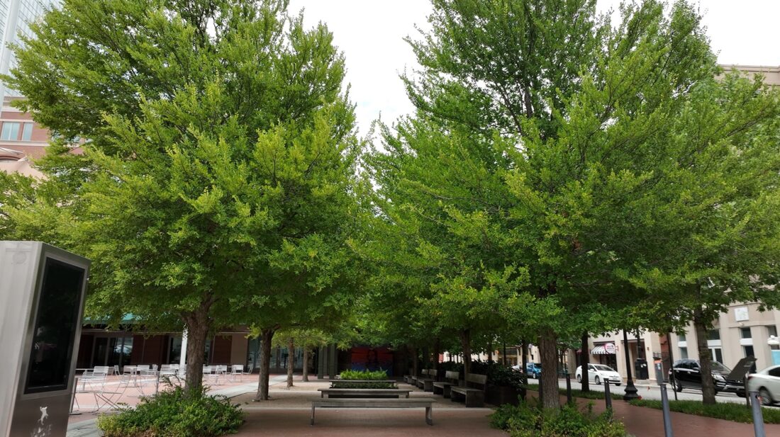 Soil Volume Targets for Urban Trees | DeepRoot
