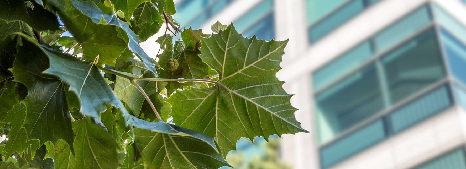 Silva Cell Tree and Stormwater Management System | DeepRoot