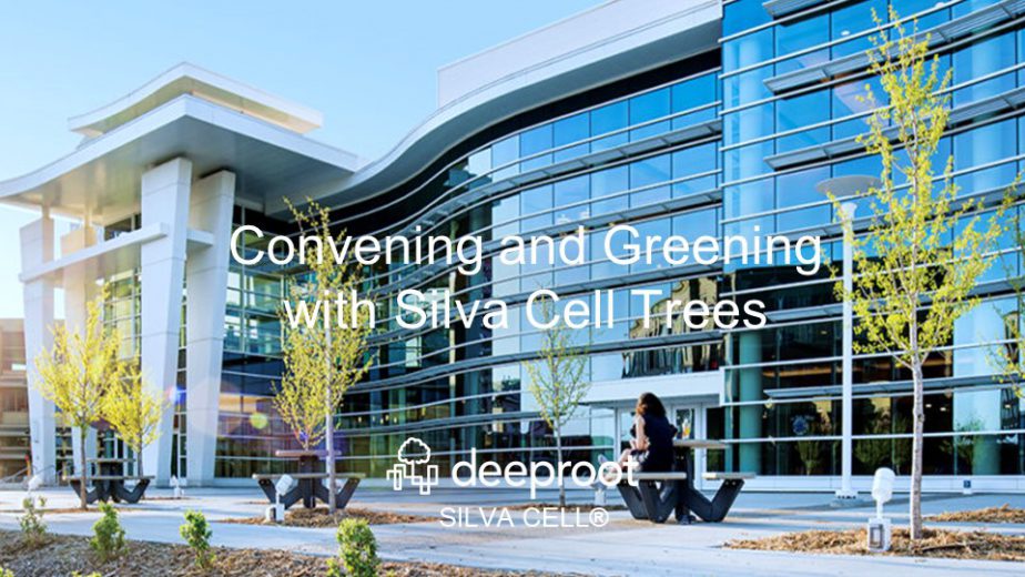 Convening And Greening With Silva Cell Trees Deeproot Blog