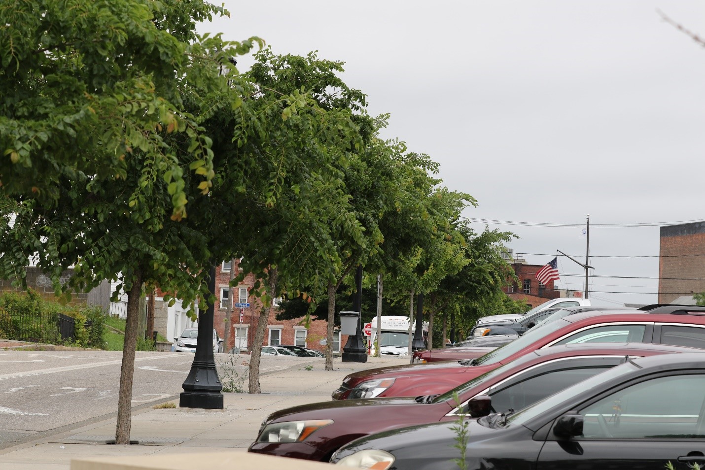 Eugene O’Neil 25 Thriving Trees | Case Study | DeepRoot