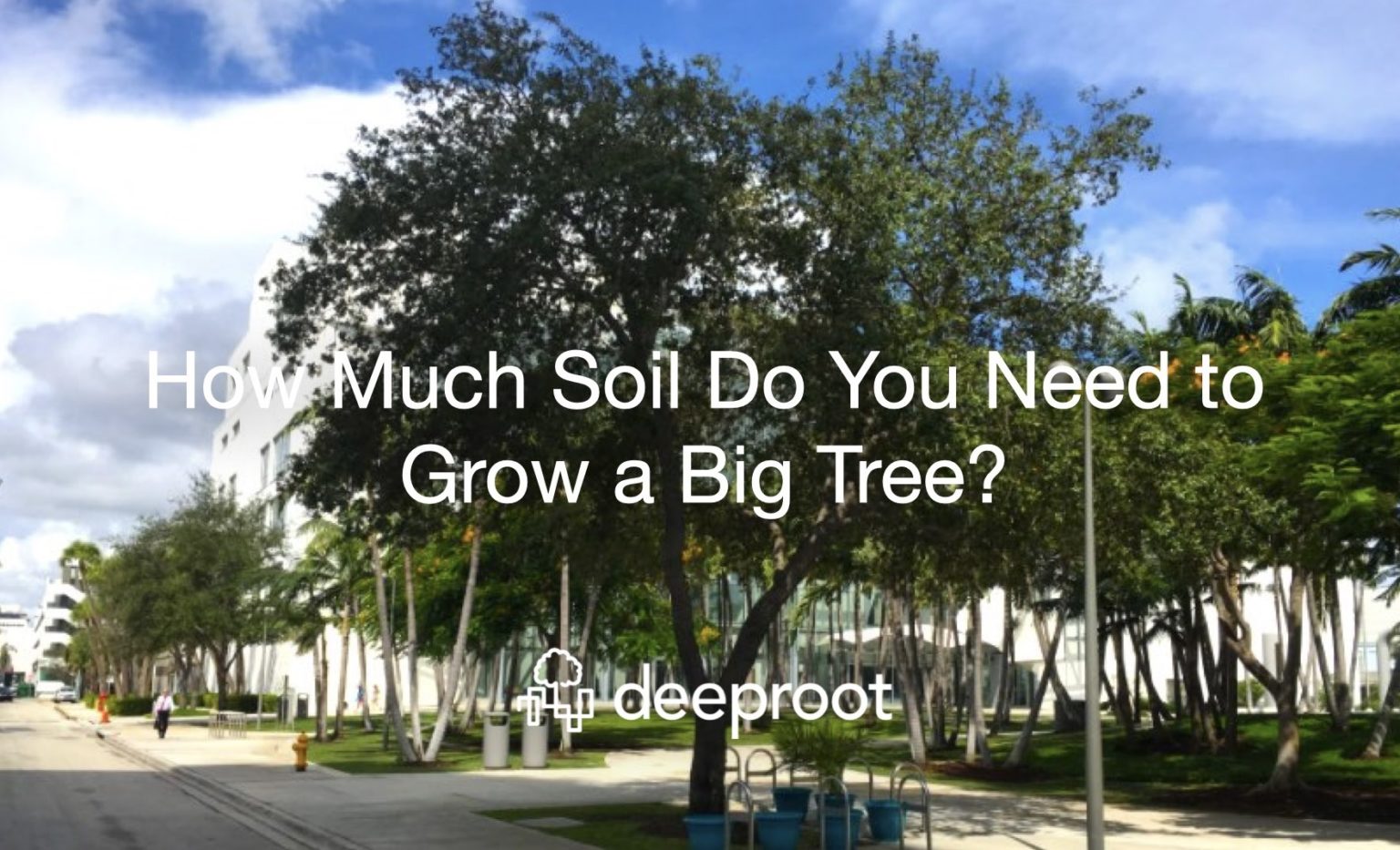 Soil Volume Recommendations for Vines, Hedges, and Palms | DeepRoot Blog