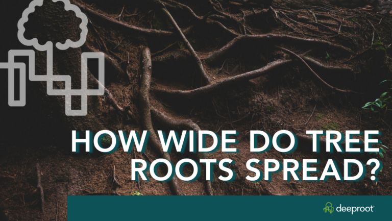How Wide Do Tree Roots Spread? | DeepRoot Blog