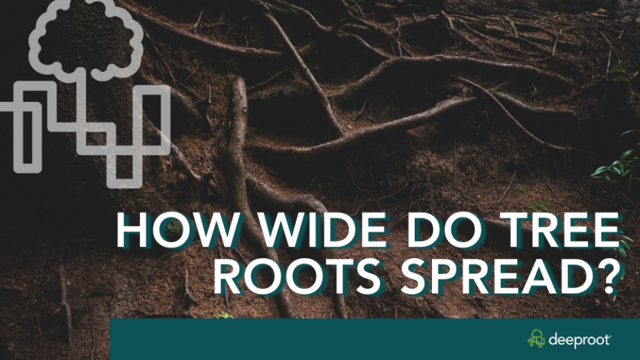 How Wide Do Tree Roots Spread? | DeepRoot Blog