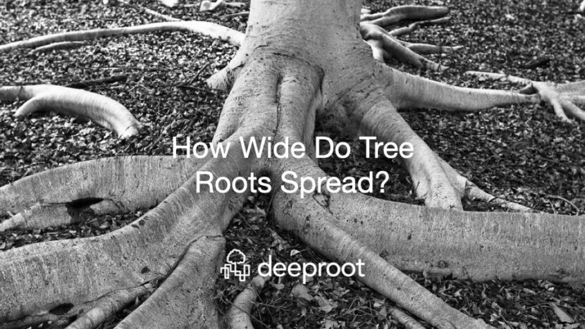How Wide Do Tree Roots Spread? | DeepRoot Blog