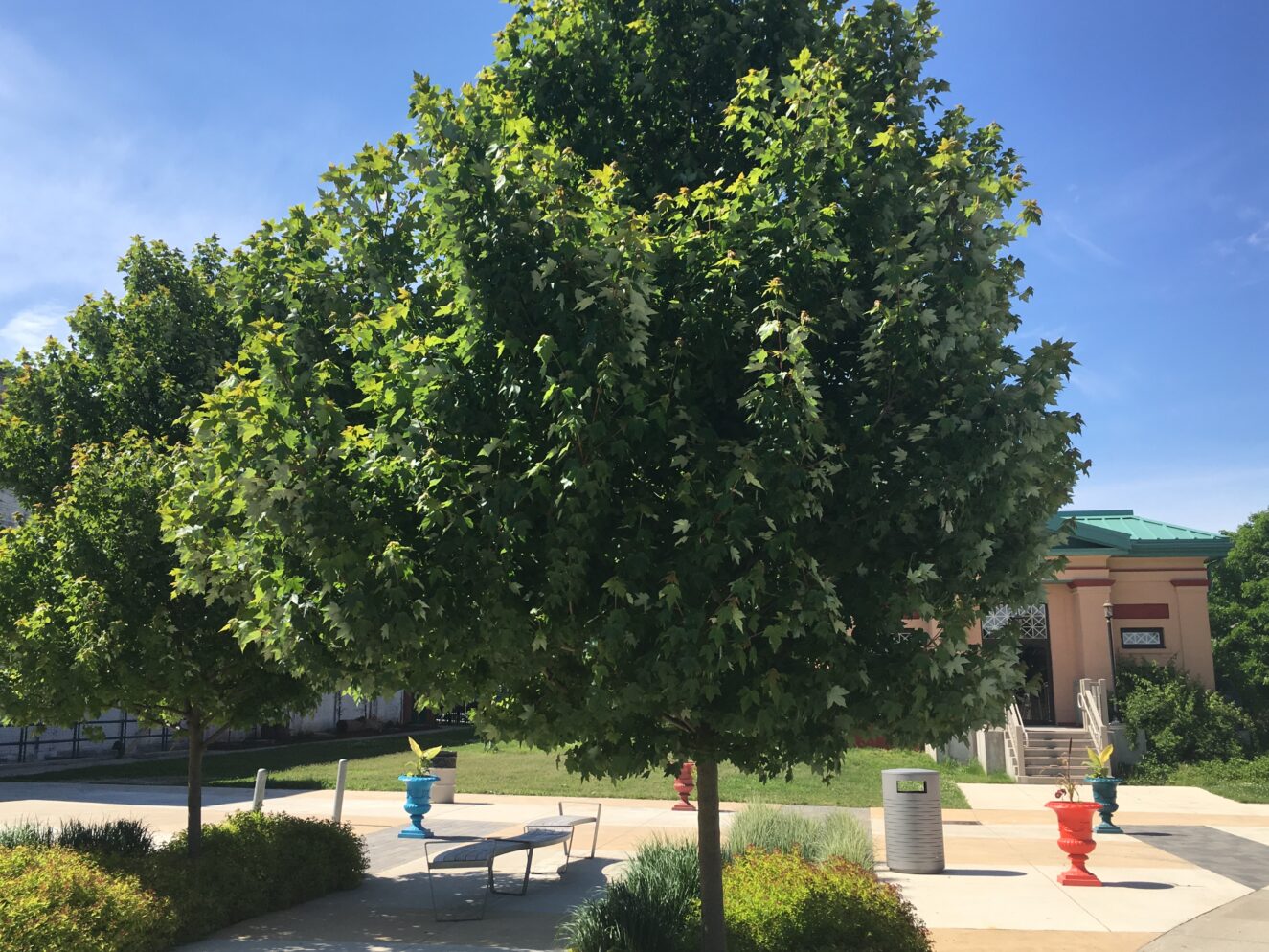 Queens Park in London, Ontario, Adds Green Terrace with Six New Trees ...