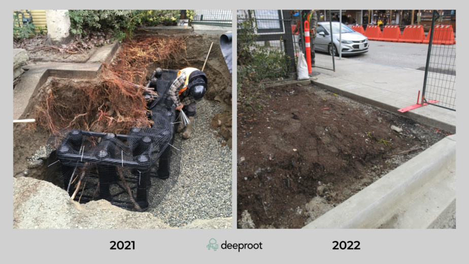 Gallant Avenue in North Vancouver: Silva Cells Improve Soil Conditions for Preexisting Tree ...