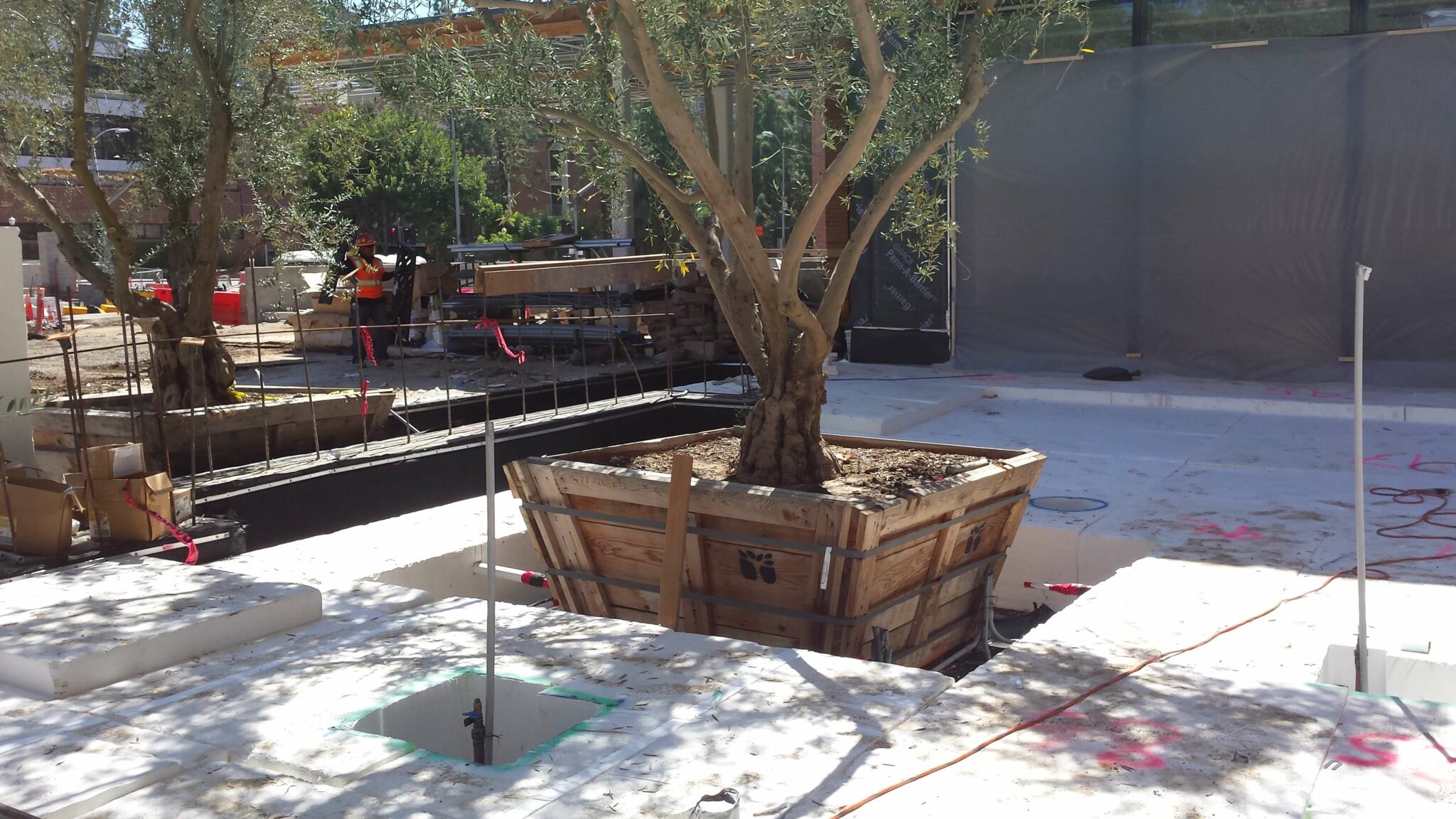 Award-Winning UCLA Project Utilizes Silva Cells to Support Plaza Trees | Case Study | DeepRoot