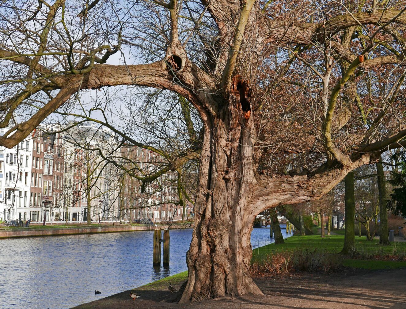 Why Investing in Mature Tree Growth is Beneficial for Cities: A ...