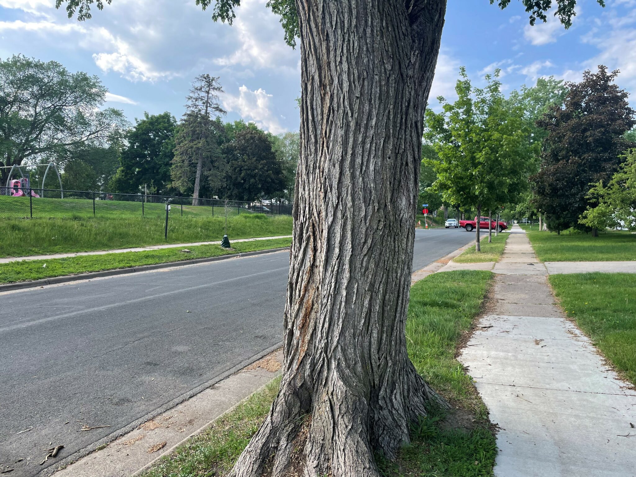 Why Investing in Mature Tree Growth is Beneficial for Cities: A ...