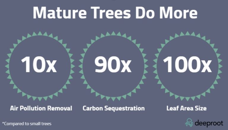 Why Investing in Mature Tree Growth is Beneficial for Cities: A ...