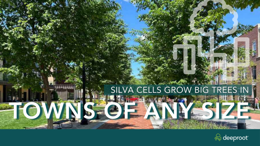 Silva Cells Grow Big Trees in Towns of Any Size | DeepRoot Blog