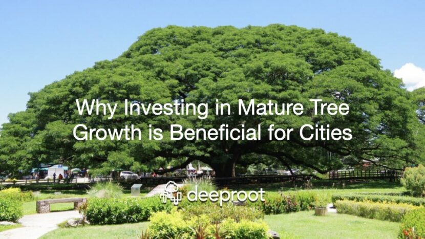 Why Investing in Mature Tree Growth is Beneficial for Cities: A ...