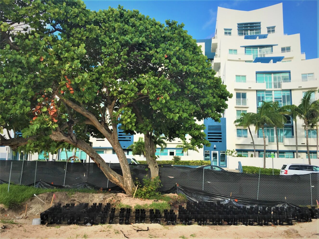 Silva Cells Can Be Installed with Existing Trees | Deeproot