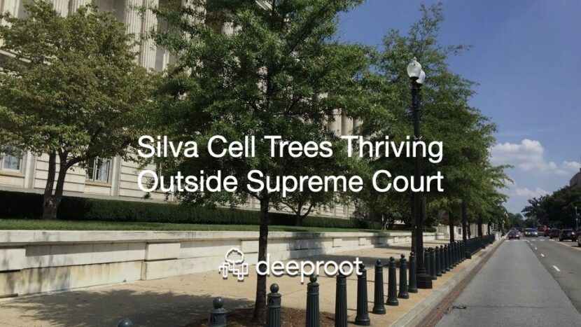 U.S. Supreme Court Project Delivers Unanimous Decision: Silva Cells ...