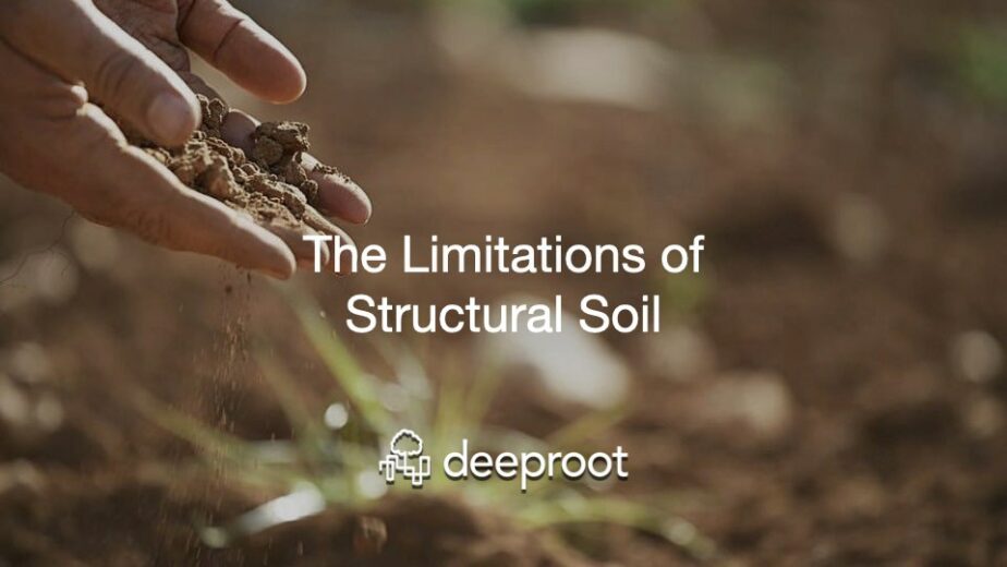Soil Volume Recommendations for Vines, Hedges, and Palms | DeepRoot Blog
