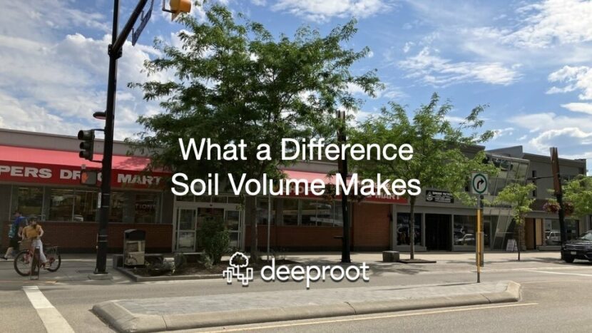Grow Big Urban Trees with Soil Volume | Silva Cell by DeepRoot