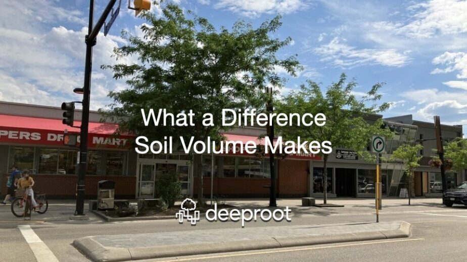 Grow Big Urban Trees with Soil Volume | Silva Cell by DeepRoot