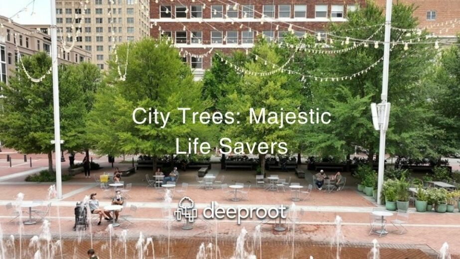 What's the Difference Between Tree Caliper and DBH? | DeepRoot Blog