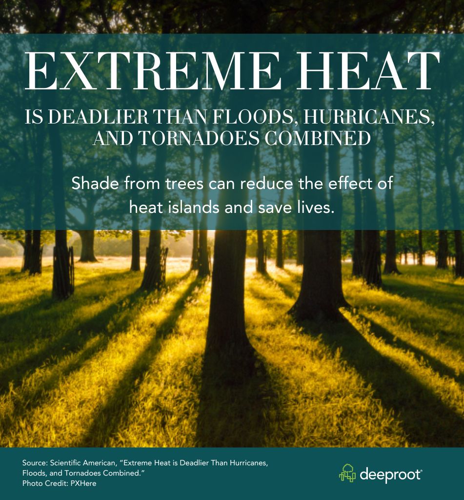 City Trees: Majestic Life Savers | DeepRoot Blog