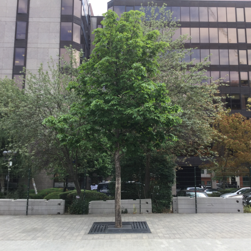 City Trees: Majestic Life Savers | DeepRoot Blog