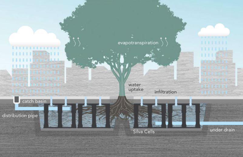 Silva Cell Tree and Stormwater Management System | DeepRoot