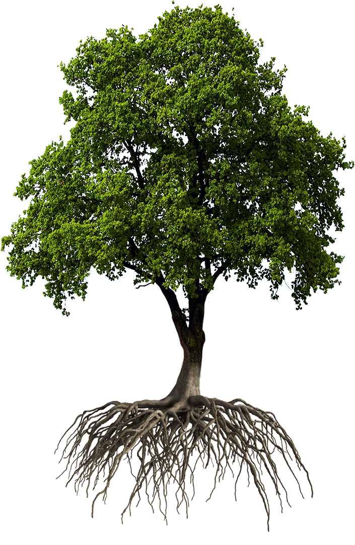 Deeproot Urban Landscape Products And Urban Design Solutions