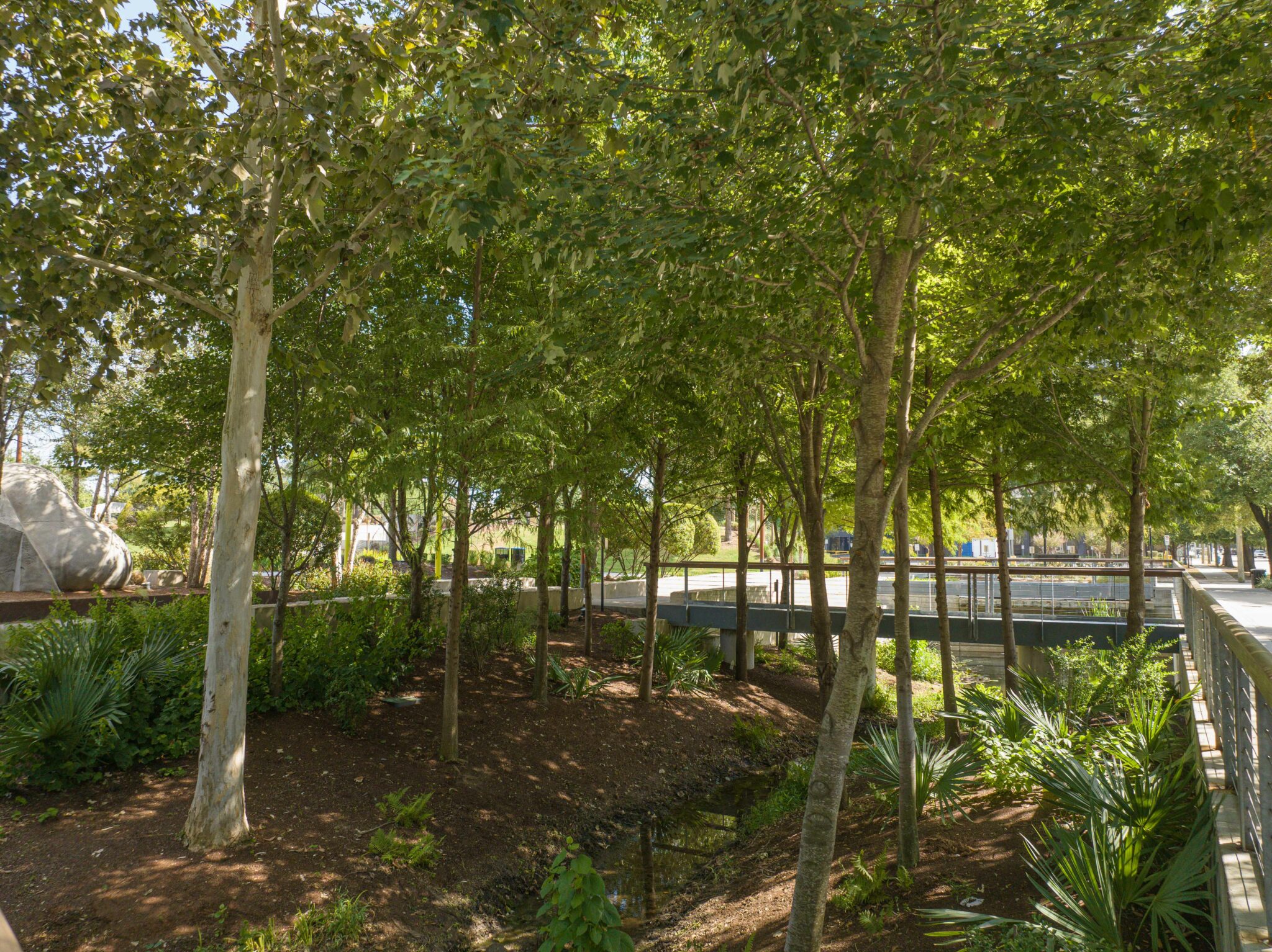 Urban Biodiversity: The Future of Conservation | DeepRoot Blog