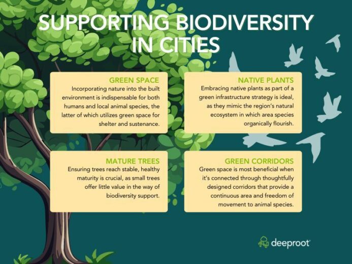 Urban Biodiversity: The Future of Conservation | DeepRoot Blog