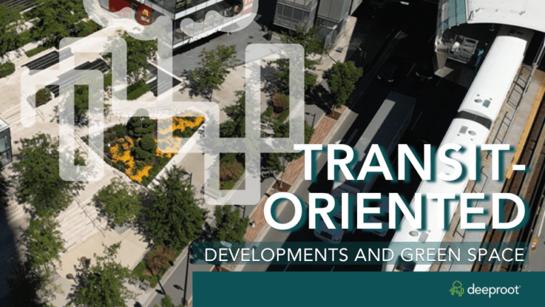 What's the Difference Between Tree Caliper and DBH? | DeepRoot Blog