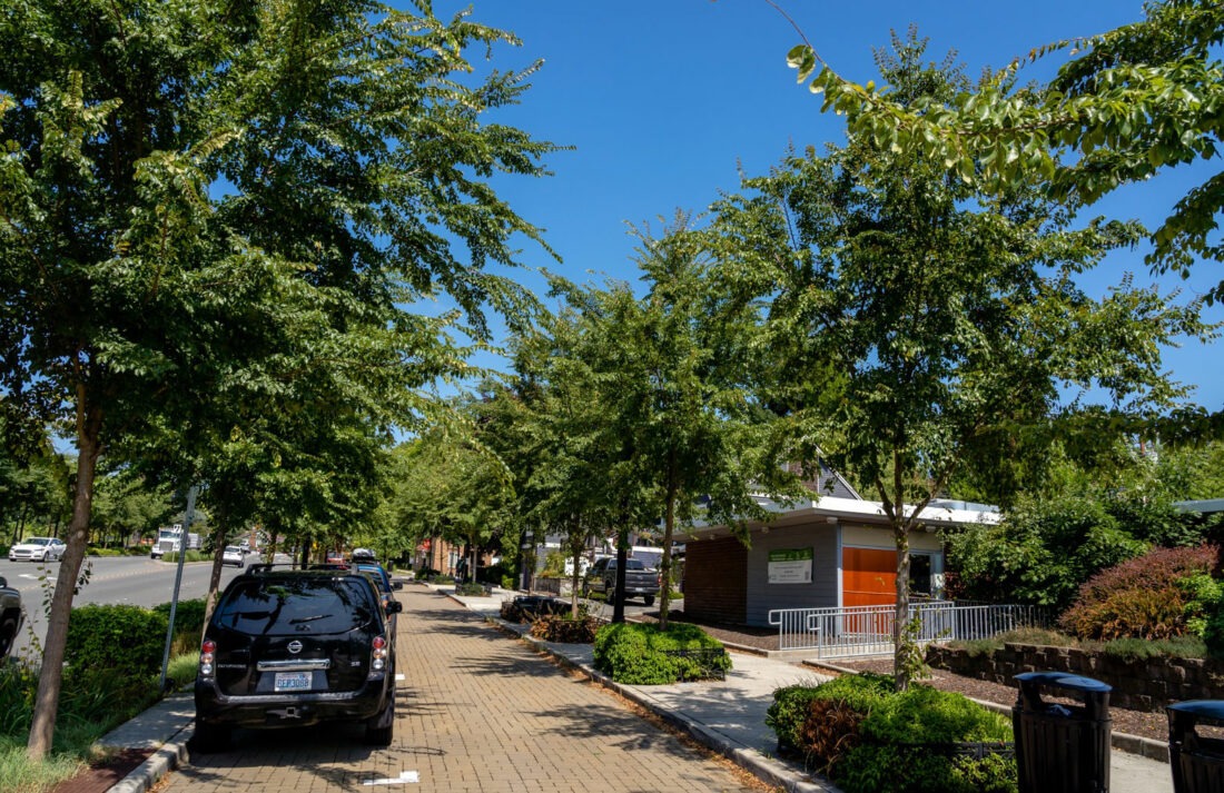 From Gray to Green: Rethinking Parking Lots | DeepRoot Blog