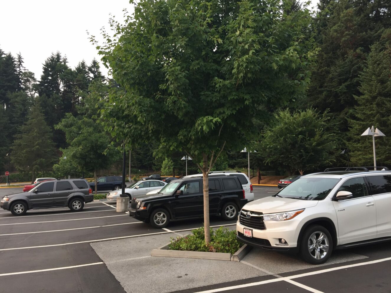 From Gray to Green: Rethinking Parking Lots | DeepRoot Blog