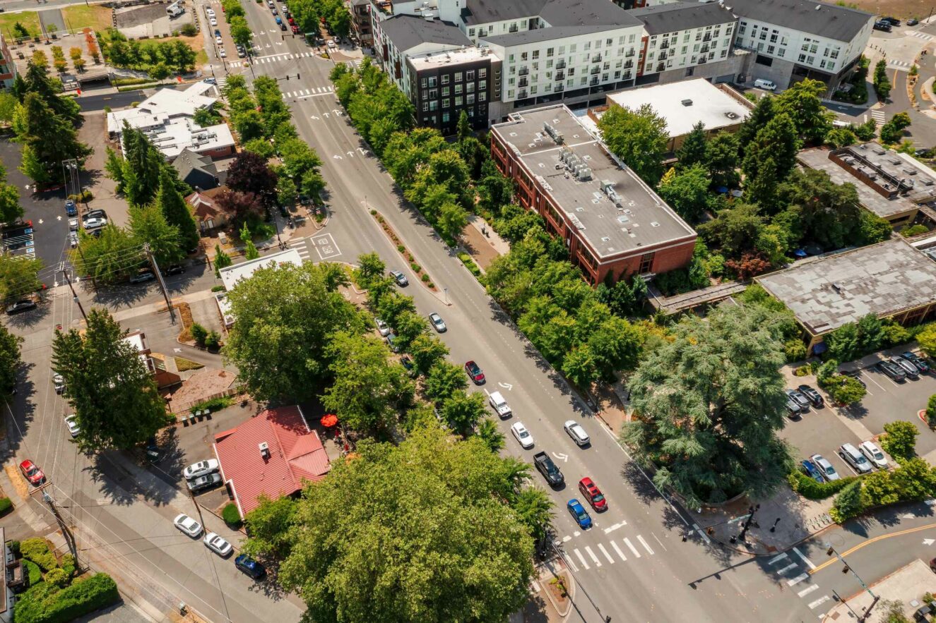 Clearing the Air: How Urban Trees Fight Pollution | DeepRoot Blog