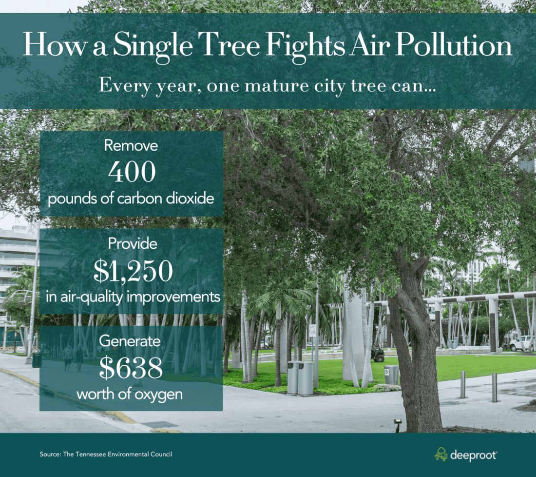 Clearing the Air: How Urban Trees Fight Pollution | DeepRoot Blog
